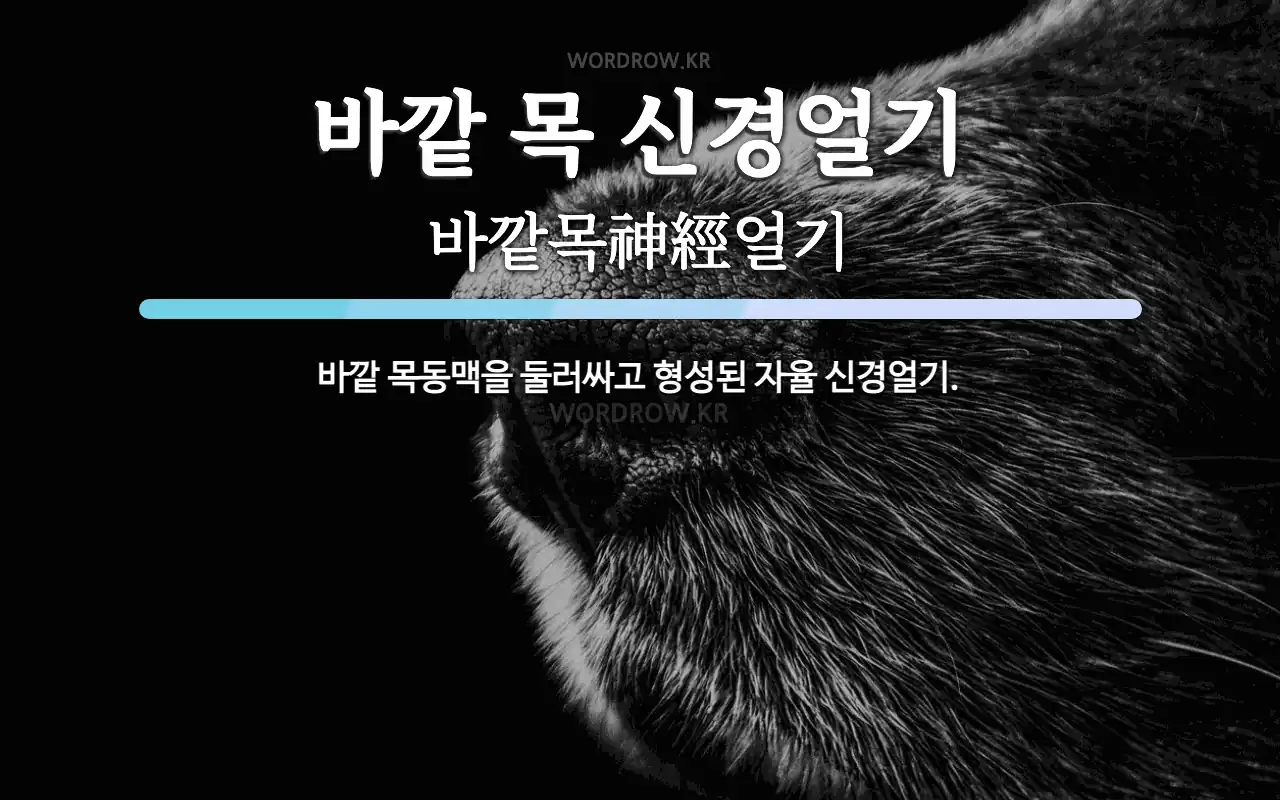바깥 목 신경얼기 뜻 바깥 목동맥을 둘러싸고 형성된 자율 신경얼기