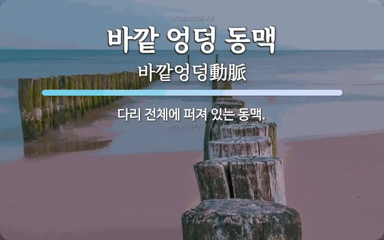 바깥 엉덩 동맥 뜻 다리 전체에 퍼져 있는 동맥