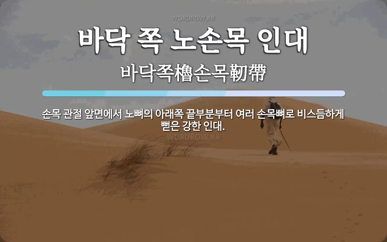 바닥 쪽 노손목 인대 뜻 손목 관절 앞면에서 노뼈의 아래쪽 끝부분부터 여러 손목뼈로 비스듬하게 뻗은 강한 인대