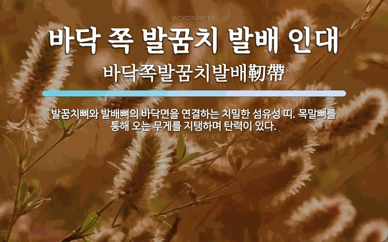 바닥 쪽 발꿈치 발배 인대 뜻 발꿈치뼈와 발배뼈의 바닥면을 연결하는 치밀한 섬유성 띠 목말뼈를 통해 오는 무게를 지탱하