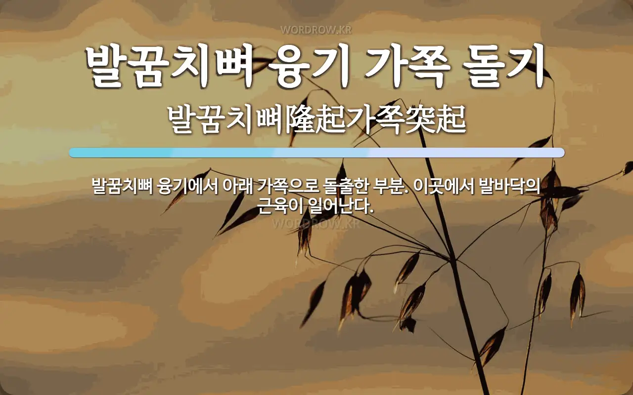 발꿈치뼈 융기 가쪽 돌기 뜻 발꿈치뼈 융기에서 아래 가쪽으로 돌출한 부분 이곳에서 발바닥의 근육이 일어난다