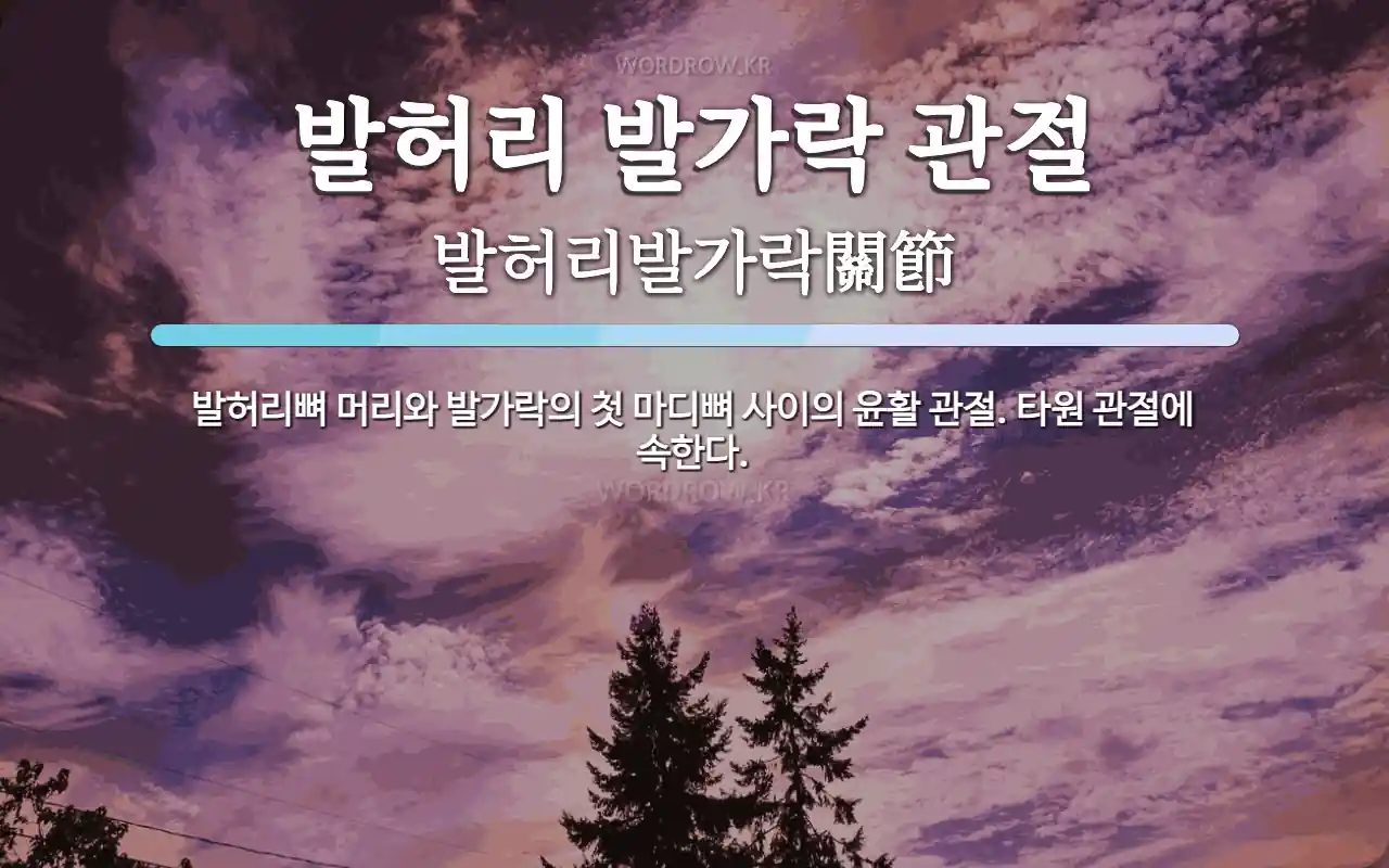 발허리 발가락 관절 뜻 발허리뼈 머리와 발가락의 첫 마디뼈 사이의 윤활 관절 타원 관절에 속한다