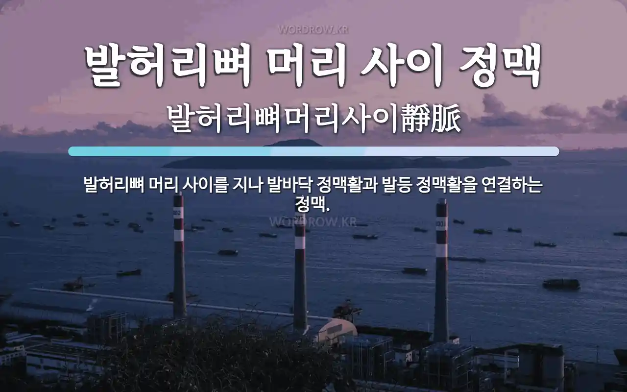 발허리뼈 머리 사이 정맥 뜻 발허리뼈 머리 사이를 지나 발바닥 정맥활과 발등 정맥활을 연결하는 정맥