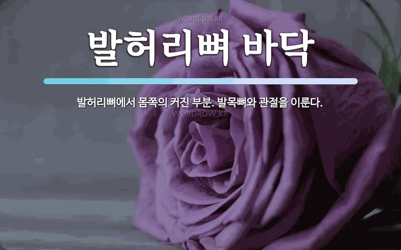 발허리뼈 바닥 뜻 발허리뼈에서 몸쪽의 커진 부분 발목뼈와 관절을 이룬다