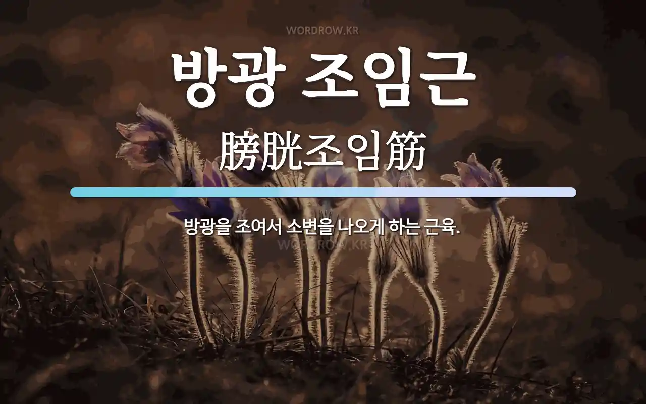 방광 조임근 뜻 방광을 조여서 소변을 나오게 하는 근육