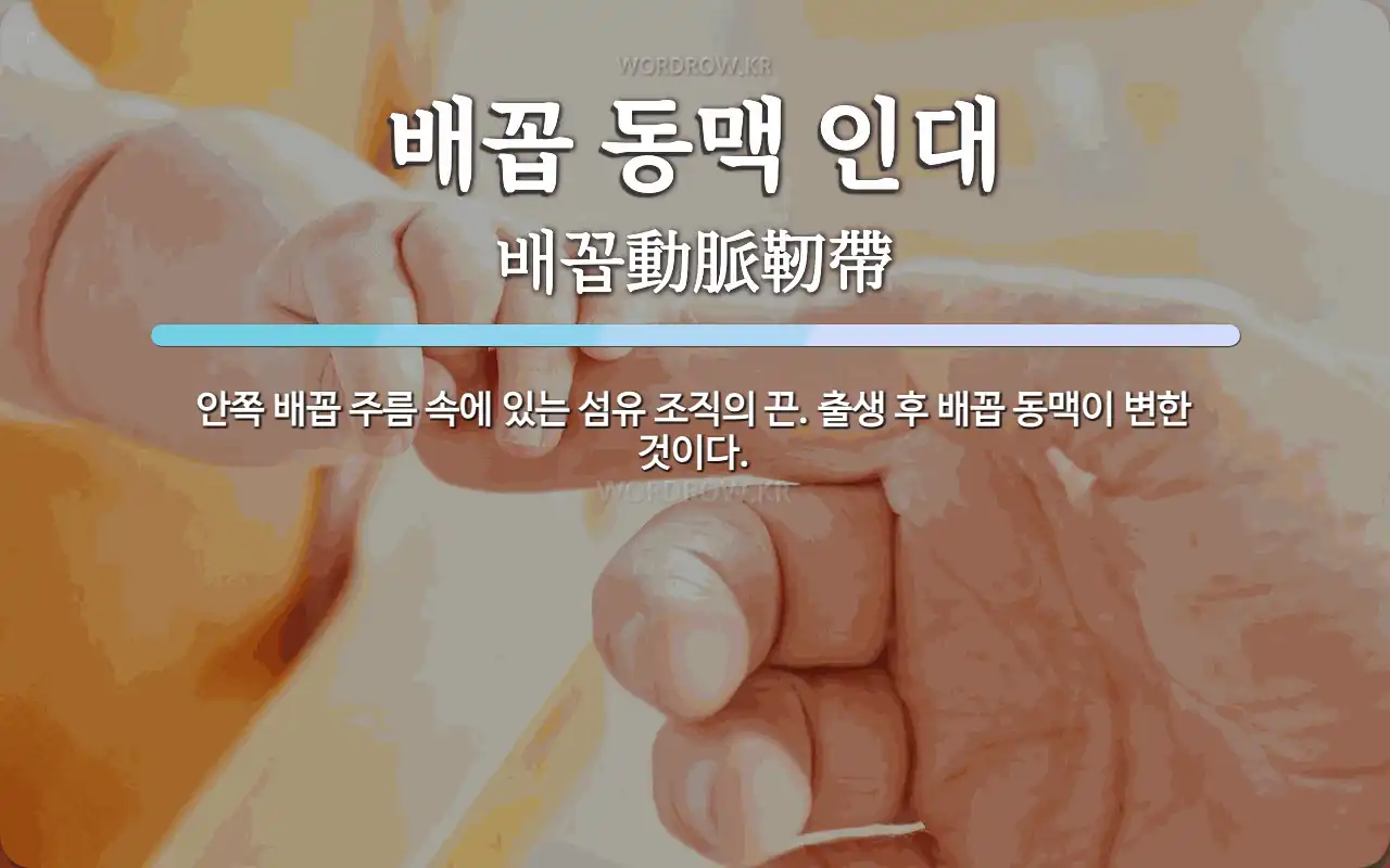 배꼽 동맥 인대 뜻 안쪽 배꼽 주름 속에 있는 섬유 조직의 끈 출생 후 배꼽 동맥이 변한 것이다