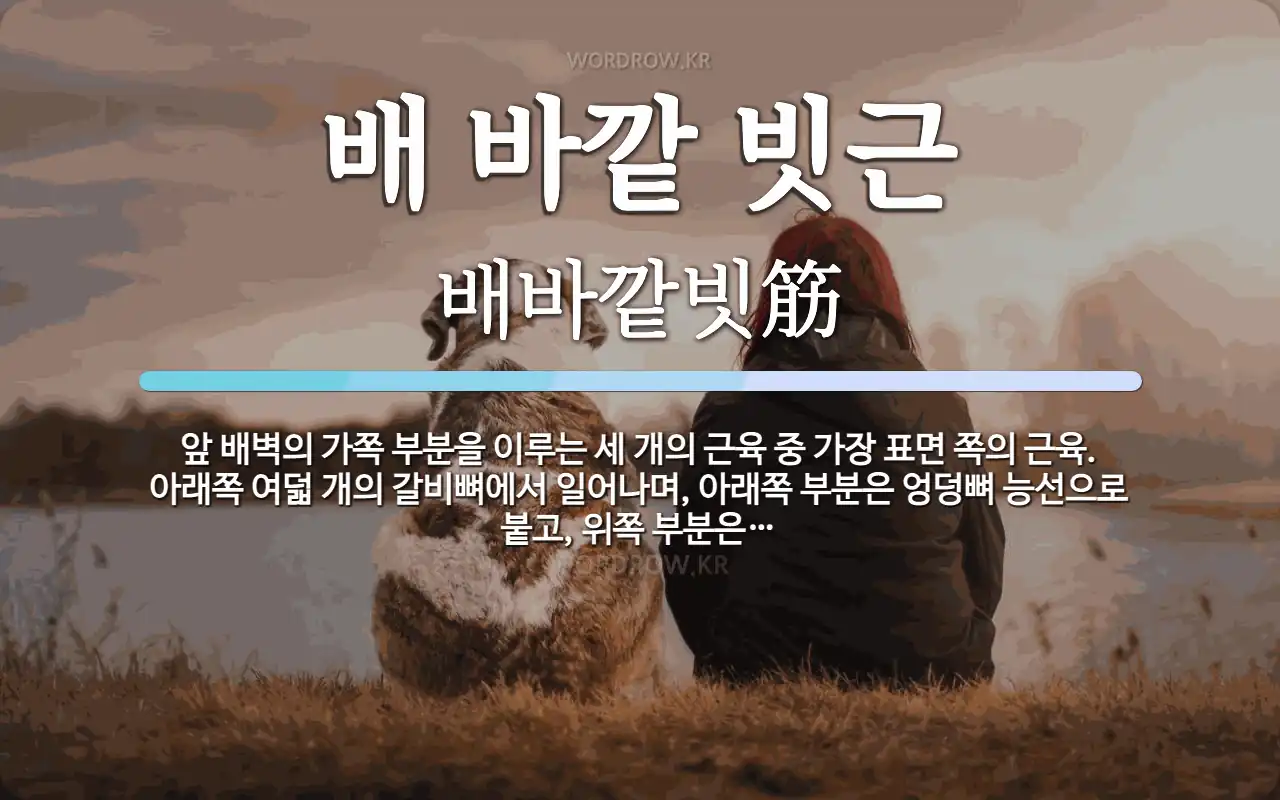 배 바깥 빗근 뜻 앞 배벽의 가쪽 부분을 이루는 세 개의 근육 중 가장 표면 쪽의 근육 아래쪽 여덟 개의