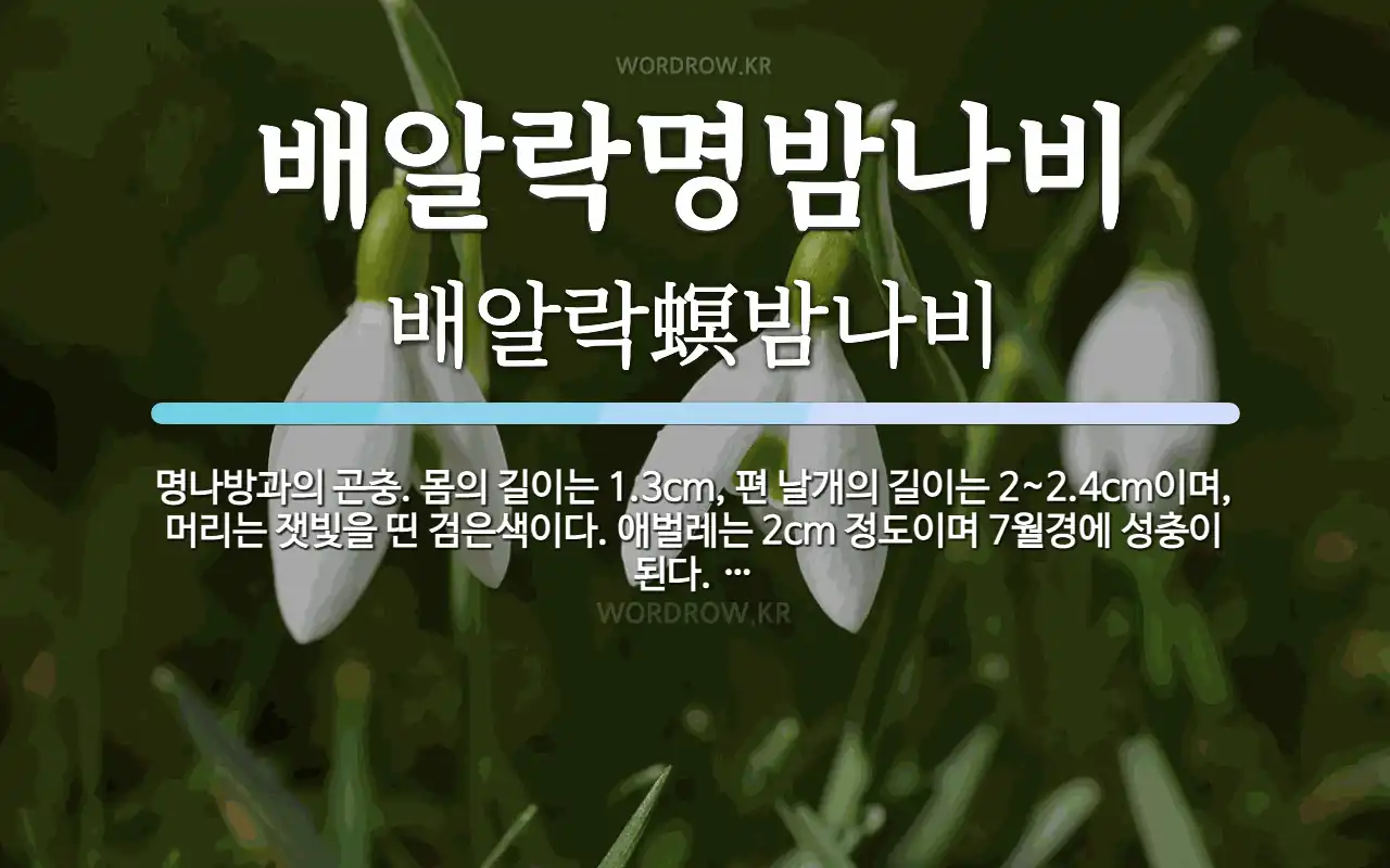 배알락명밤나비 뜻 명나방과의 곤충 몸의 길이는 13cm 편 날개의 길이는 2~24cm이며 머리는 잿