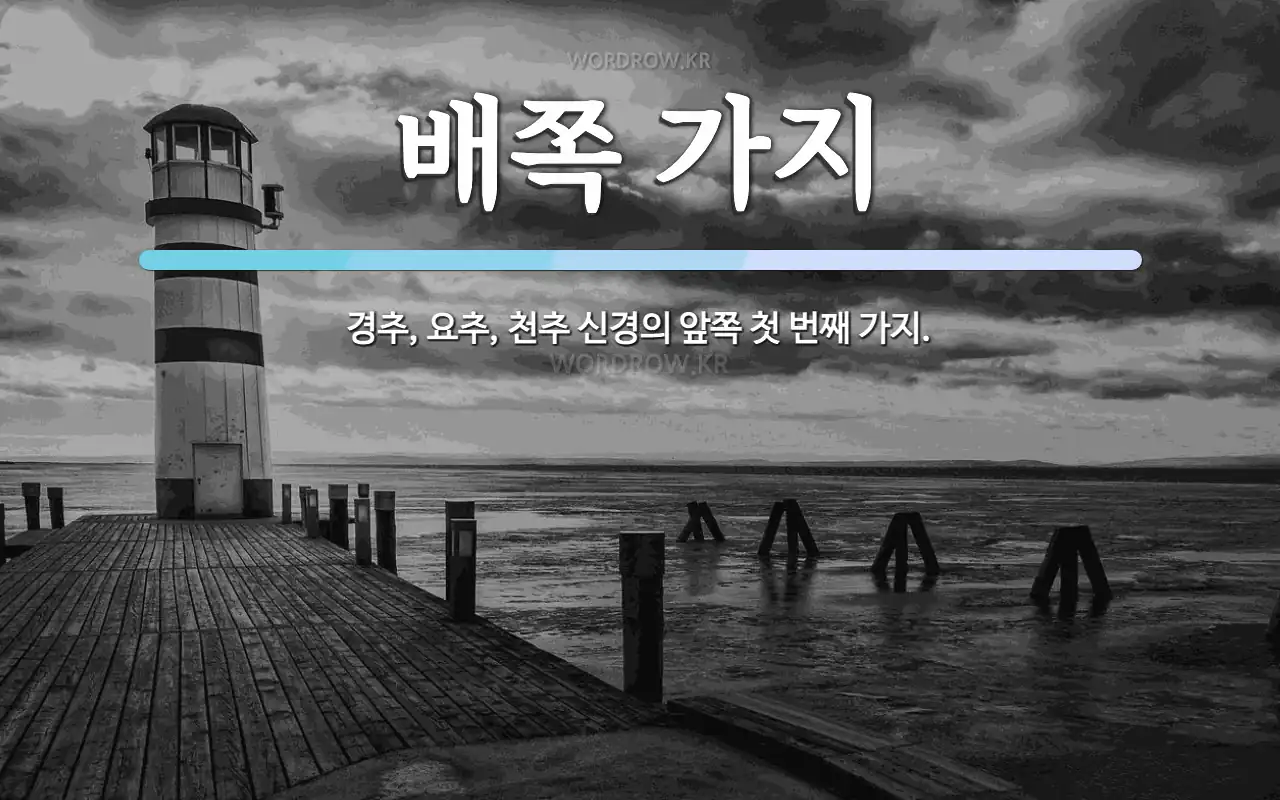 배쪽 가지 뜻 경추 요추 천추 신경의 앞쪽 첫 번째 가지