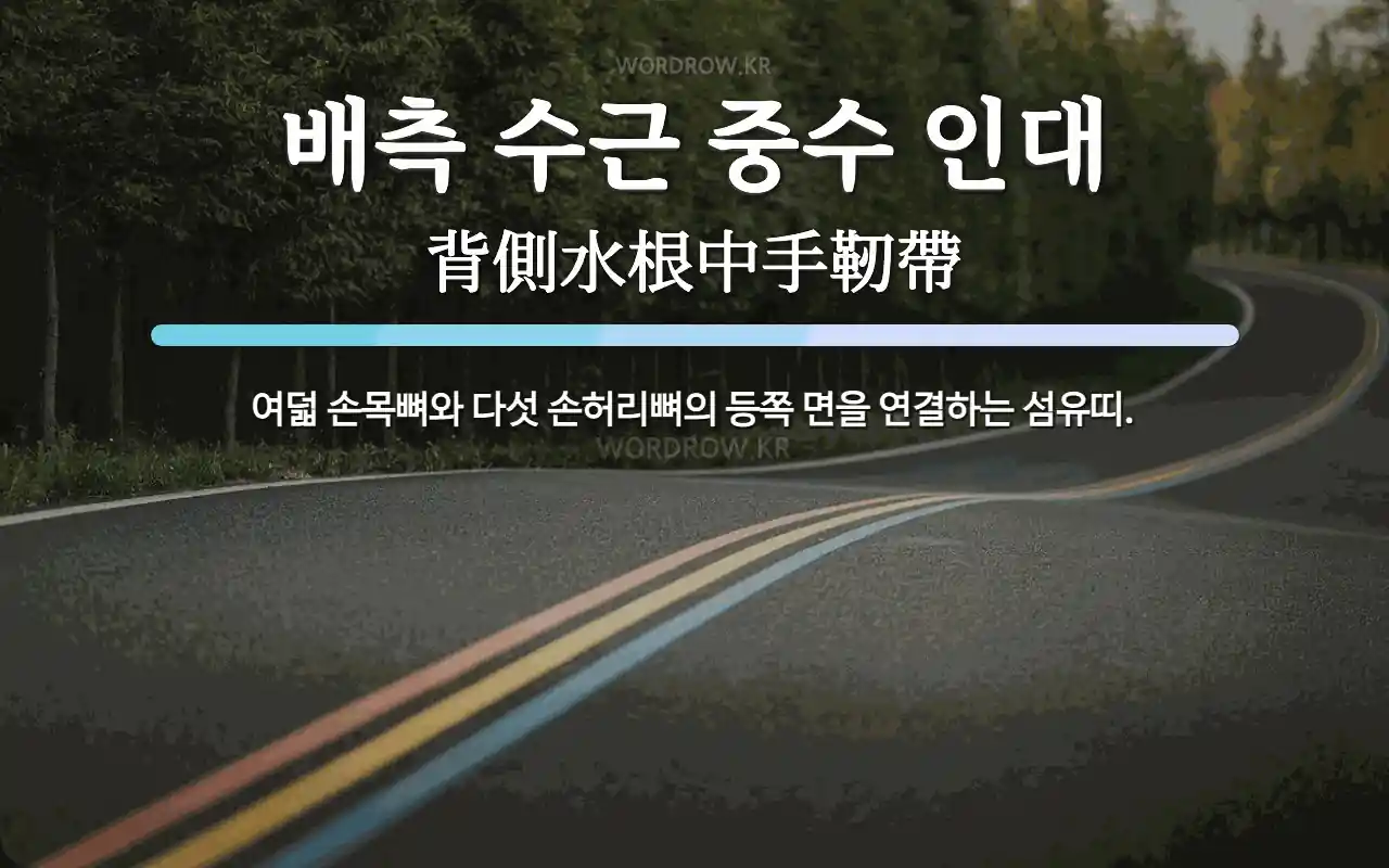 배측 수근 중수 인대 뜻 여덟 손목뼈와 다섯 손허리뼈의 등쪽 면을 연결하는 섬유띠