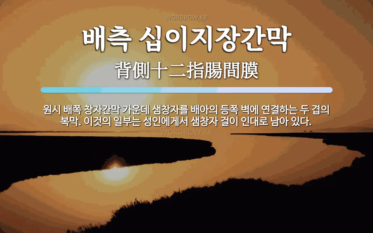 배측 십이지장간막 뜻 원시 배쪽 창자간막 가운데 샘창자를 배아의 등쪽 벽에 연결하는 두 겹의 복막 이것의 일부