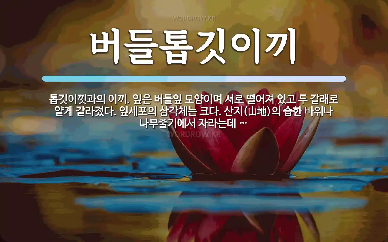 버들톱깃이끼 뜻 톱깃이낏과의 이끼 잎은 버들잎 모양이며 서로 떨어져 있고 두 갈래로 얕게 갈라졌다 잎세