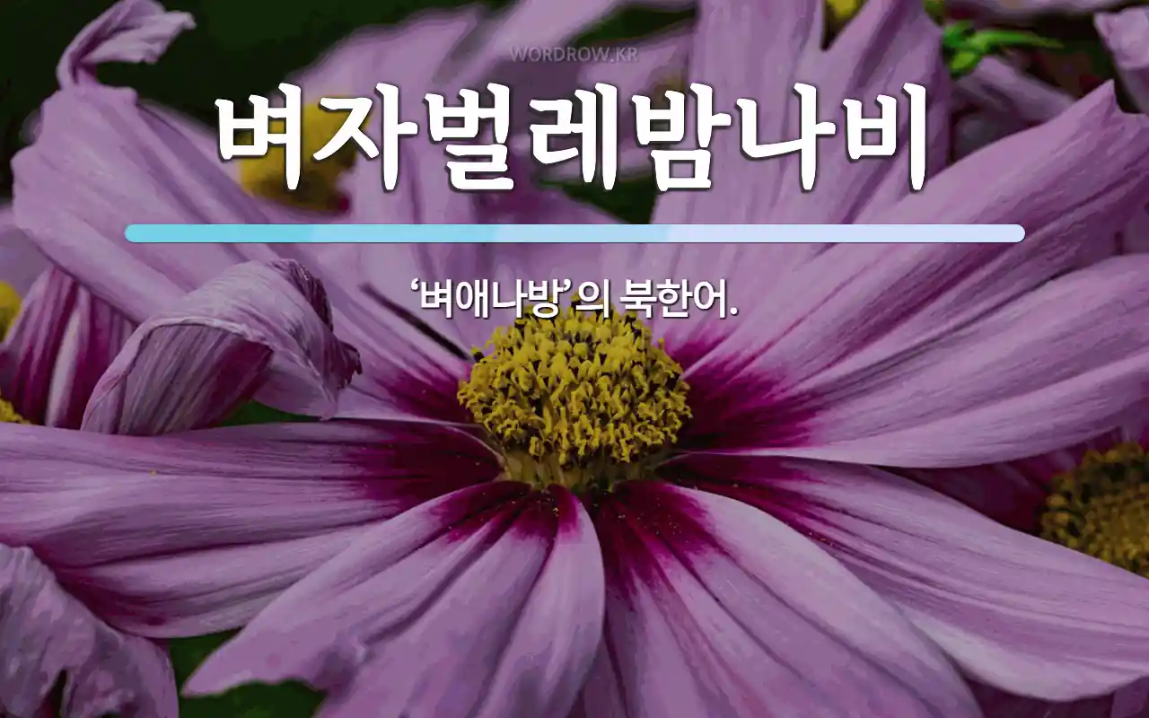벼자벌레밤나비 뜻 ‘벼애나방의 북한어