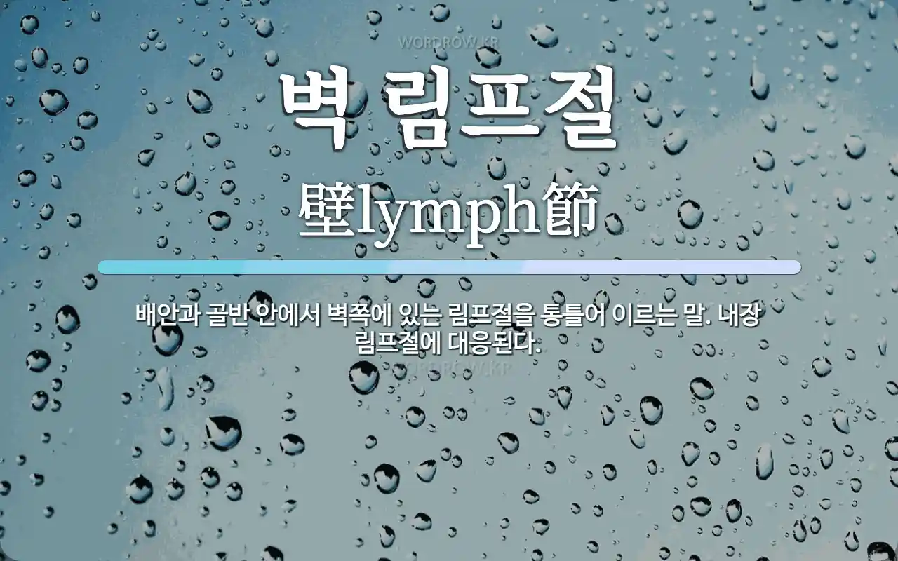 벽 림프절 뜻 배안과 골반 안에서 벽쪽에 있는 림프절을 통틀어 이르는 말 내장 림프절에 대응된다