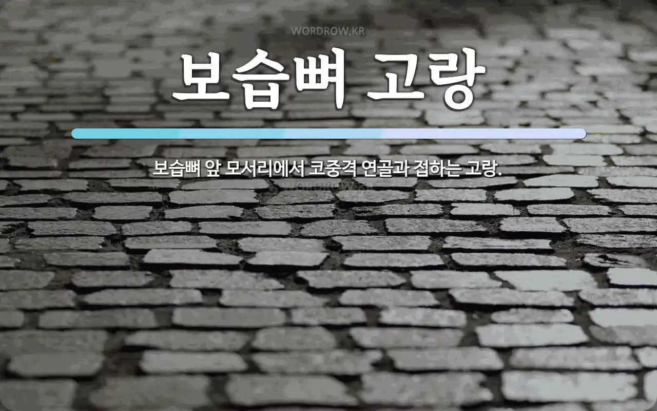 보습뼈 고랑 뜻 보습뼈 앞 모서리에서 코중격 연골과 접하는 고랑