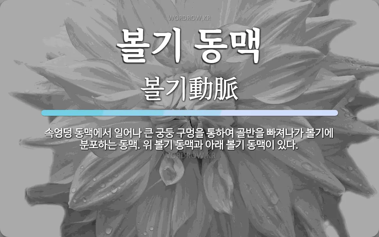 볼기 동맥 뜻 속엉덩 동맥에서 일어나 큰 궁둥 구멍을 통하여 골반을 빠져나가 볼기에 분포하는 동맥 위