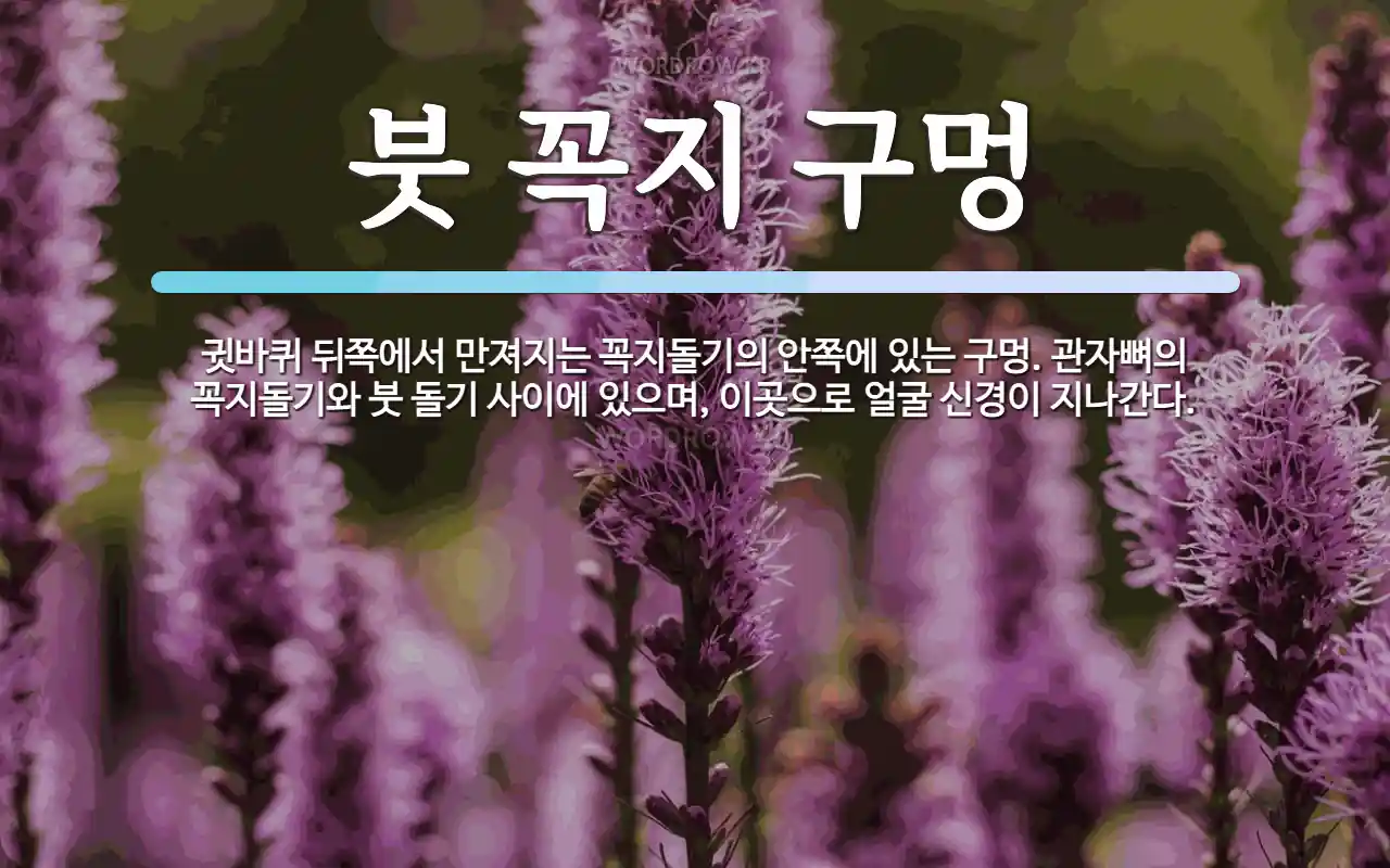 붓 꼭지 구멍 뜻 귓바퀴 뒤쪽에서 만져지는 꼭지돌기의 안쪽에 있는 구멍 관자뼈의 꼭지돌기와 붓 돌기 사이에