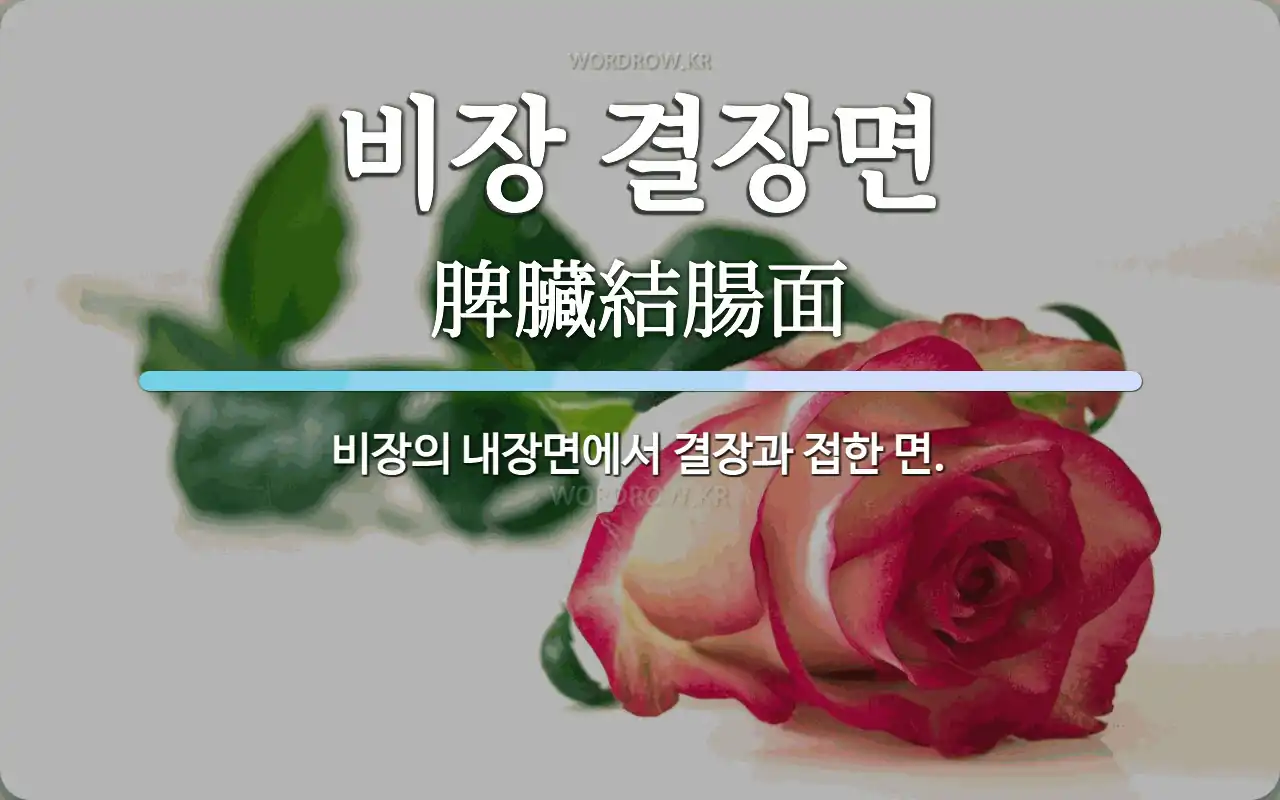 비장 결장면 뜻 비장의 내장면에서 결장과 접한 면