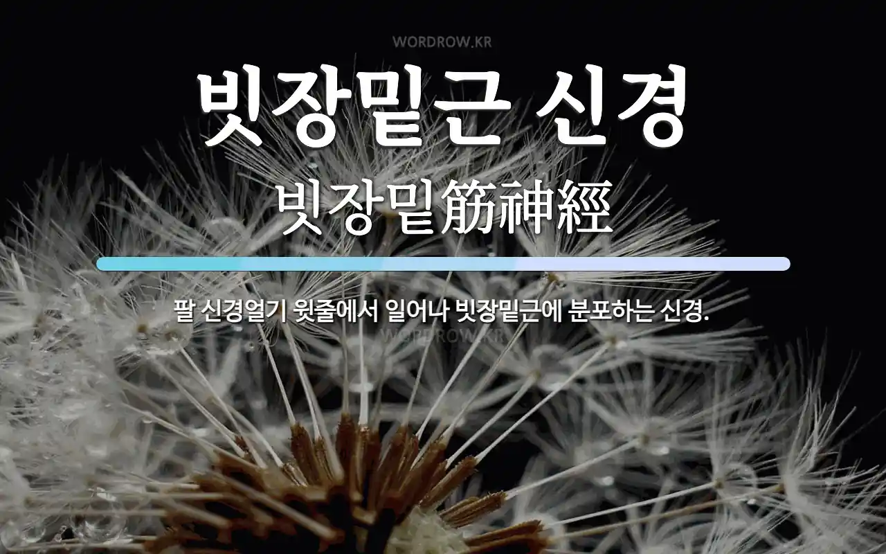 빗장밑근 신경 뜻 팔 신경얼기 윗줄에서 일어나 빗장밑근에 분포하는 신경