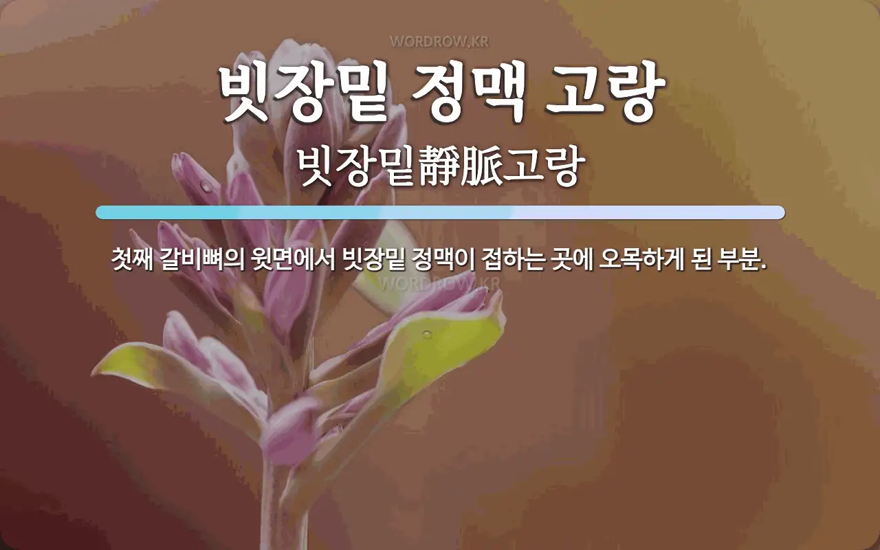 빗장밑 정맥 고랑 뜻 첫째 갈비뼈의 윗면에서 빗장밑 정맥이 접하는 곳에 오목하게 된 부분