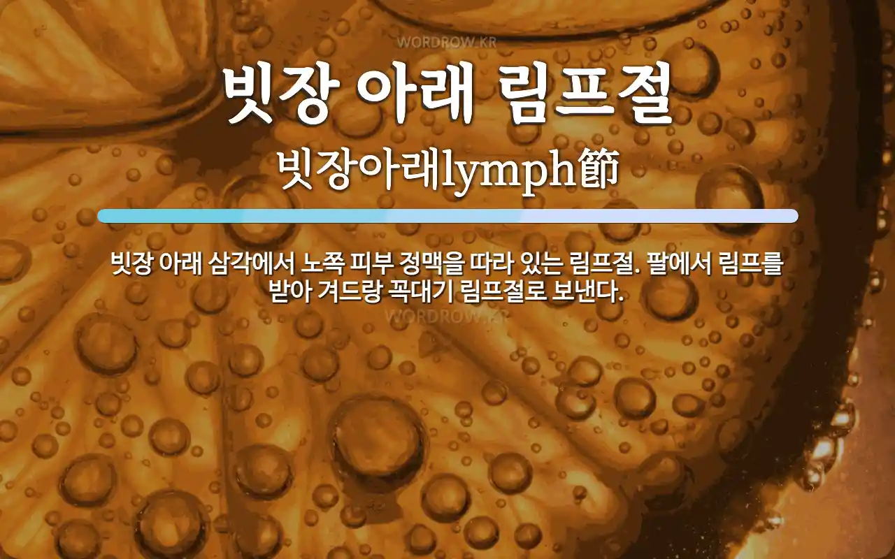 빗장 아래 림프절 뜻 빗장 아래 삼각에서 노쪽 피부 정맥을 따라 있는 림프절 팔에서 림프를 받아 겨드랑 꼭대기