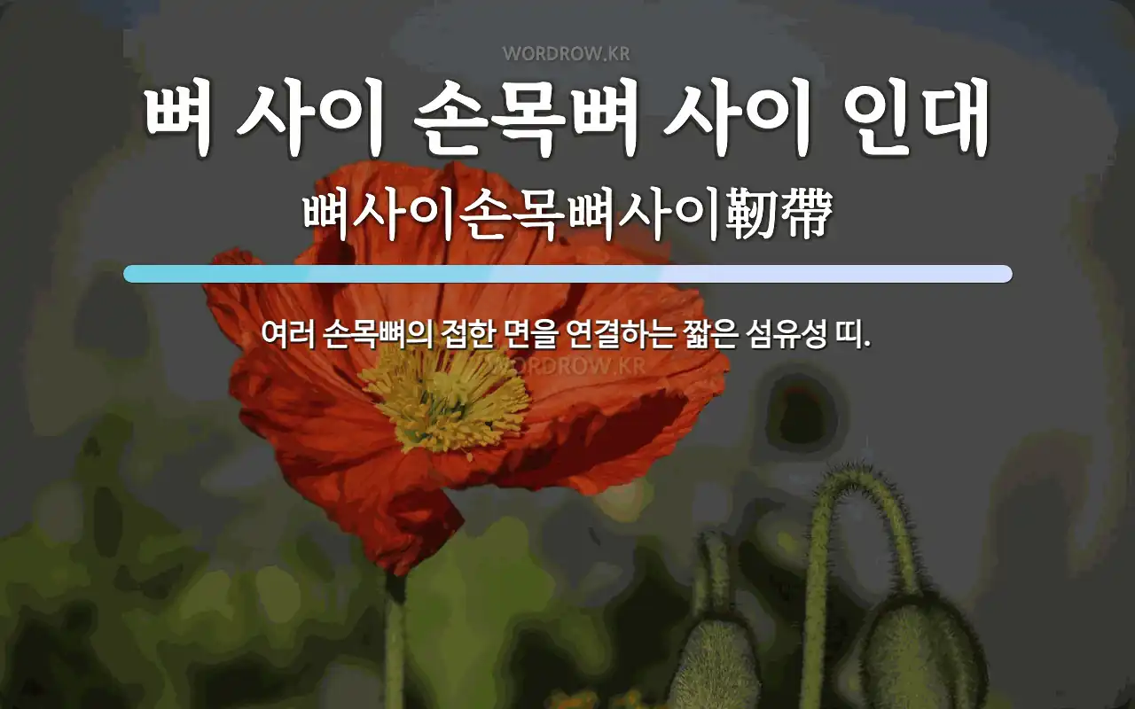 뼈 사이 손목뼈 사이 인대 뜻 여러 손목뼈의 접한 면을 연결하는 짧은 섬유성 띠