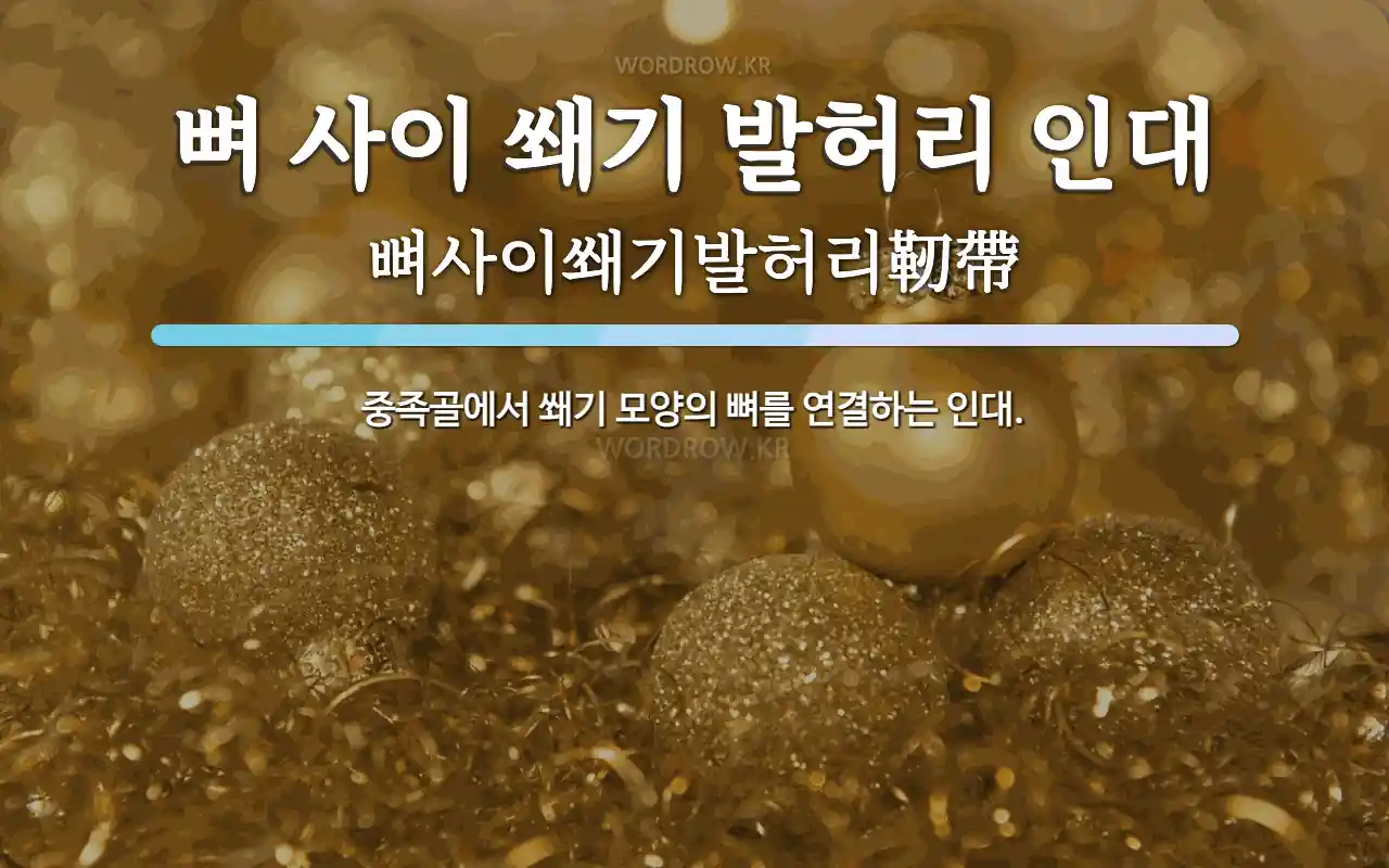뼈 사이 쐐기 발허리 인대 뜻 중족골에서 쐐기 모양의 뼈를 연결하는 인대