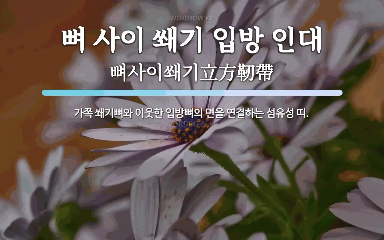 뼈 사이 쐐기 입방 인대 뜻 가쪽 쐐기뼈와 이웃한 입방뼈의 면을 연결하는 섬유성 띠