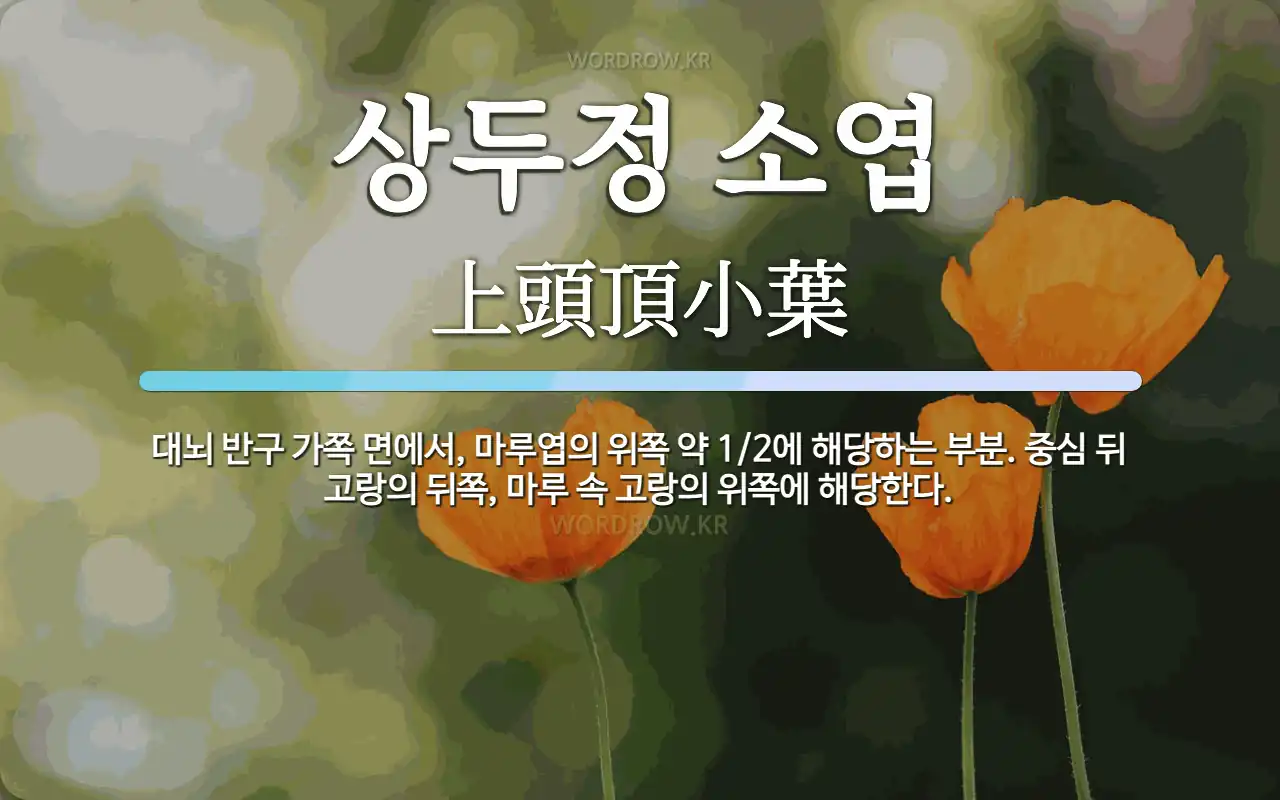 상두정 소엽 뜻 대뇌 반구 가쪽 면에서 마루엽의 위쪽 약 12에 해당하는 부분 중심 뒤 고랑의 뒤쪽
