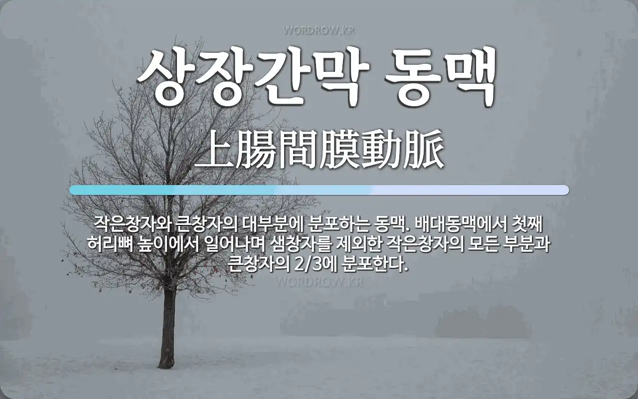 상장간막 동맥 뜻 작은창자와 큰창자의 대부분에 분포하는 동맥 배대동맥에서 첫째 허리뼈 높이에서 일어나며 샘