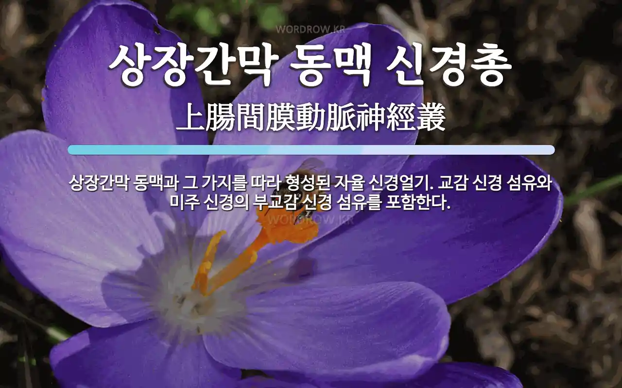 상장간막 동맥 신경총 뜻 상장간막 동맥과 그 가지를 따라 형성된 자율 신경얼기 교감 신경 섬유와 미주 신경의 부교