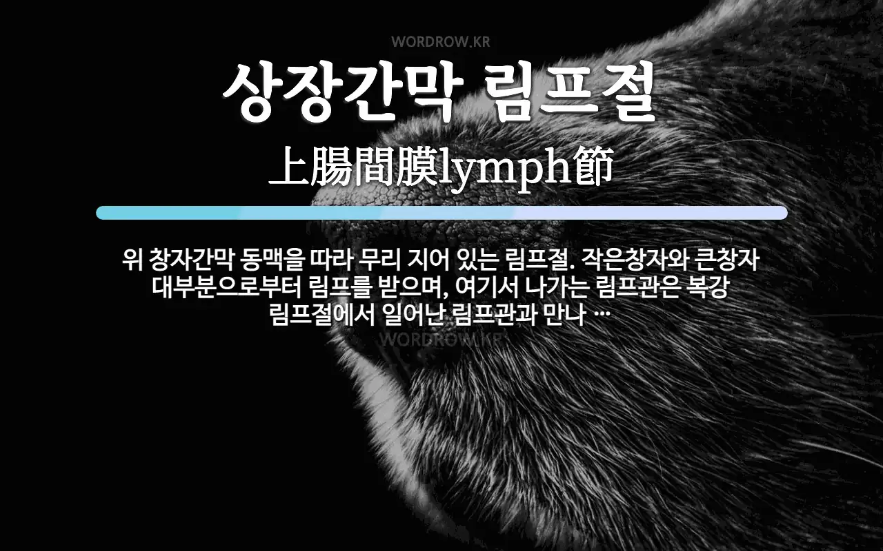 상장간막 림프절 뜻 위 창자간막 동맥을 따라 무리 지어 있는 림프절 작은창자와 큰창자 대부분으로부터 림프를