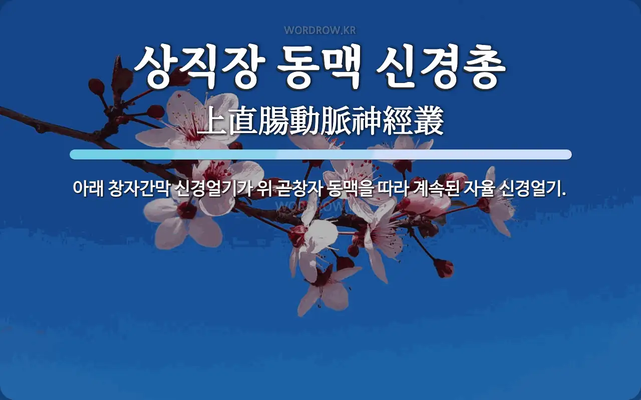 상직장 동맥 신경총 뜻 아래 창자간막 신경얼기가 위 곧창자 동맥을 따라 계속된 자율 신경얼기