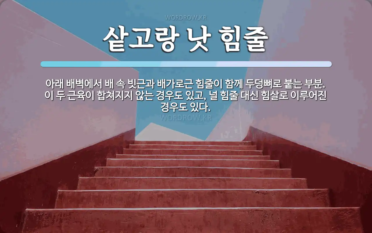 샅고랑 낫 힘줄 뜻 아래 배벽에서 배 속 빗근과 배가로근 힘줄이 함께 두덩뼈로 붙는 부분 이 두 근육이 합쳐