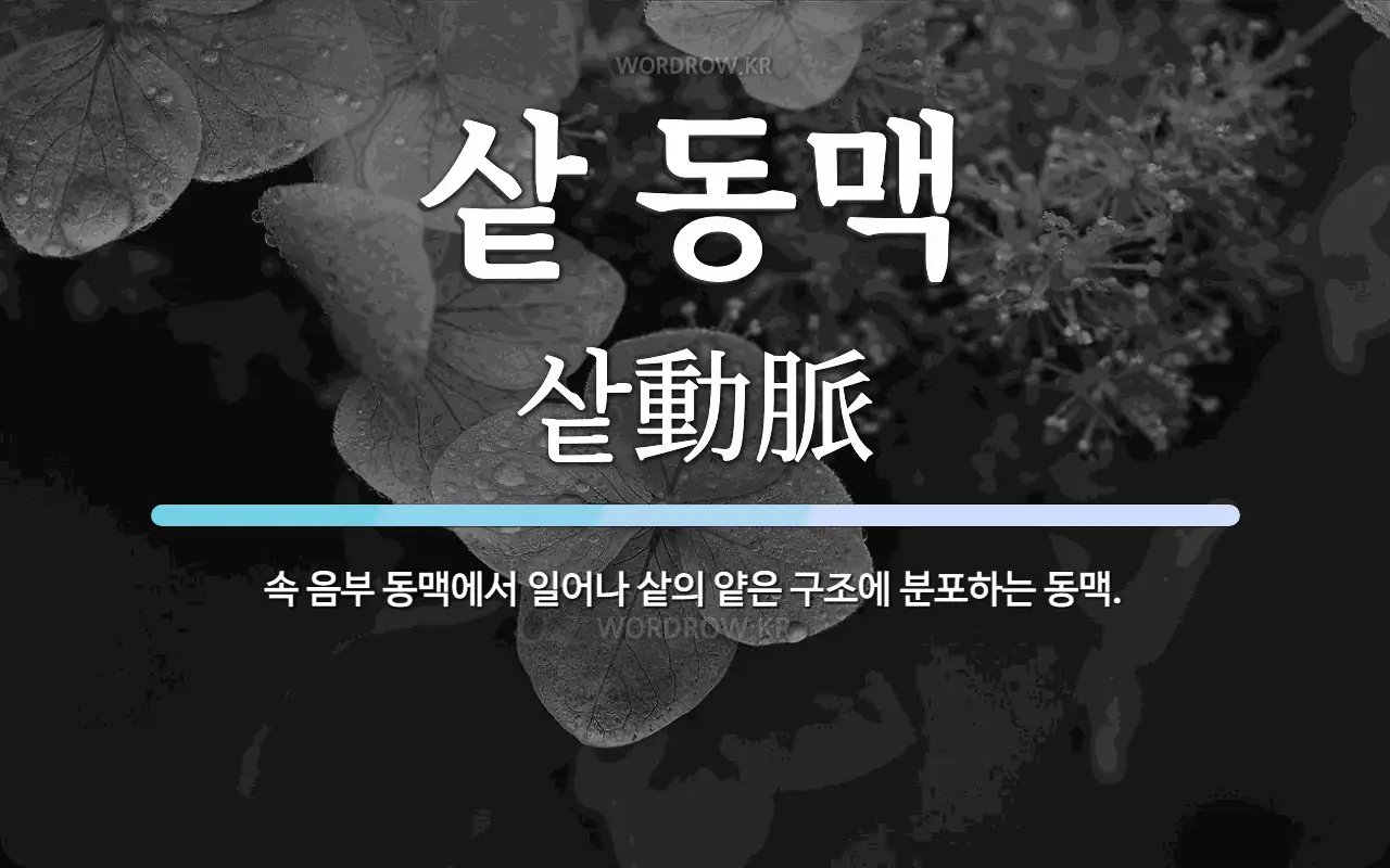 샅 동맥 뜻 속 음부 동맥에서 일어나 샅의 얕은 구조에 분포하는 동맥