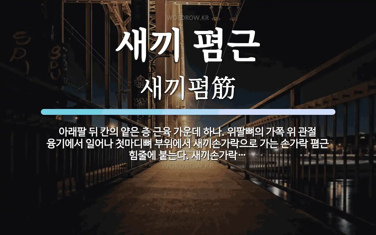 새끼 폄근 뜻 아래팔 뒤 칸의 얕은 층 근육 가운데 하나 위팔뼈의 가쪽 위 관절 융기에서 일어나 첫마디