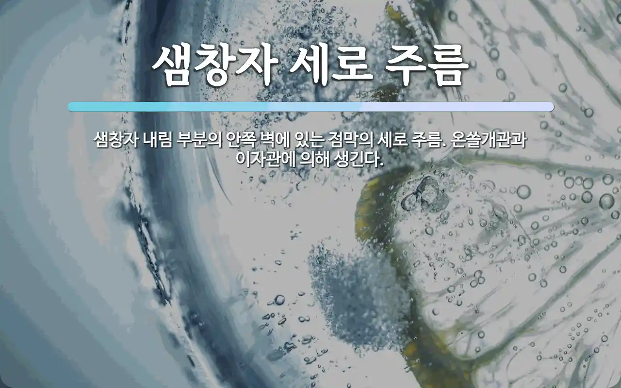 샘창자 세로 주름 뜻 샘창자 내림 부분의 안쪽 벽에 있는 점막의 세로 주름 온쓸개관과 이자관에 의해 생긴다