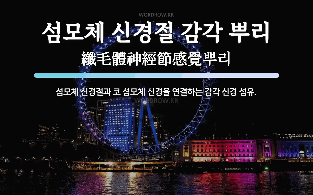 섬모체 신경절 감각 뿌리 뜻 섬모체 신경절과 코 섬모체 신경을 연결하는 감각 신경 섬유