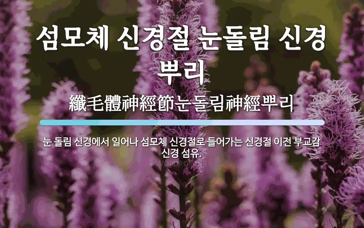 섬모체 신경절 눈돌림 신경 뿌리 뜻 눈 돌림 신경에서 일어나 섬모체 신경절로 들어가는 신경절 이전 부교감 신경 섬유
