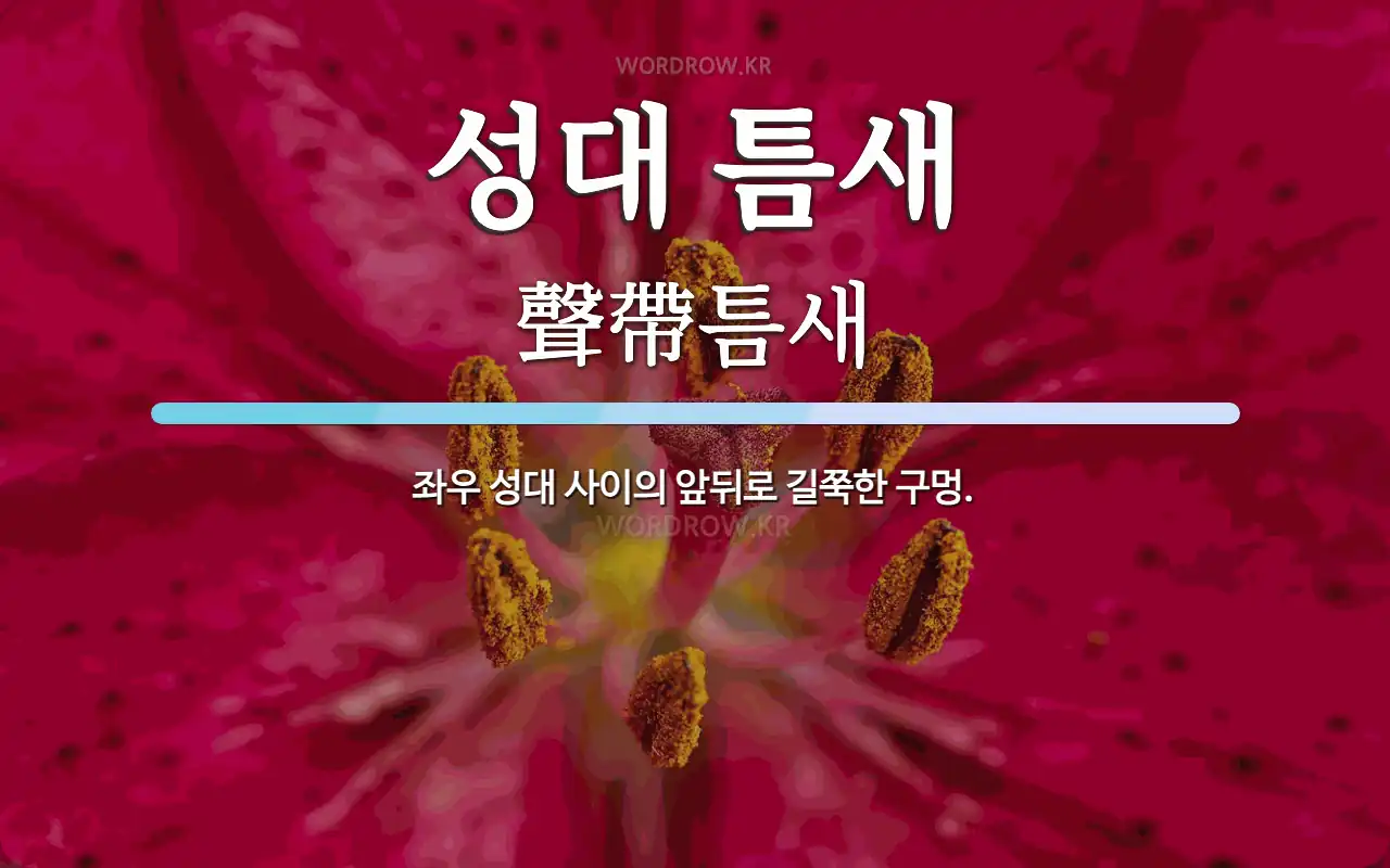 성대 틈새 뜻 좌우 성대 사이의 앞뒤로 길쭉한 구멍