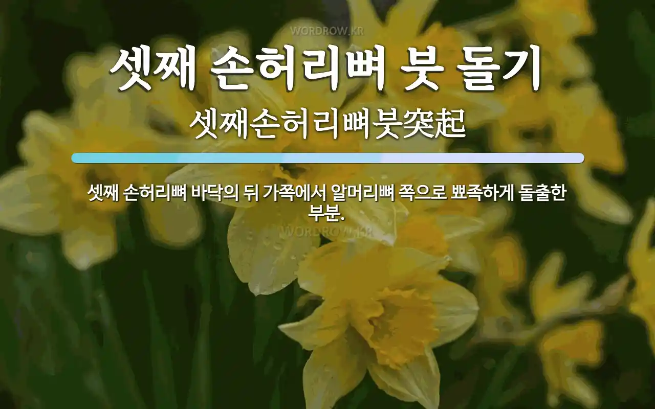 셋째 손허리뼈 붓 돌기 뜻 셋째 손허리뼈 바닥의 뒤 가쪽에서 알머리뼈 쪽으로 뾰족하게 돌출한 부분