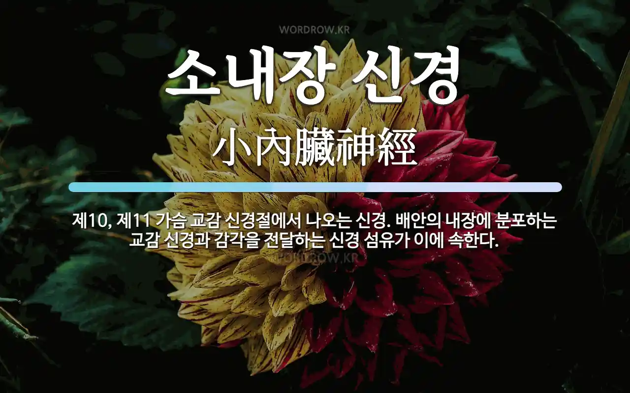 소내장 신경 뜻 제10 제11 가슴 교감 신경절에서 나오는 신경 배안의 내장에 분포하는 교감 신경과 감
