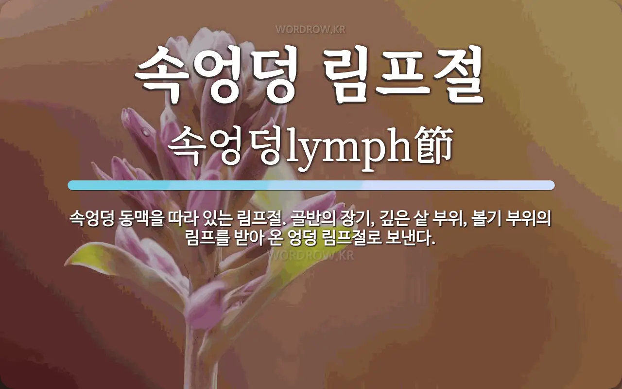 속엉덩 림프절 뜻 속엉덩 동맥을 따라 있는 림프절 골반의 장기 깊은 샅 부위 볼기 부위의 림프를 받아