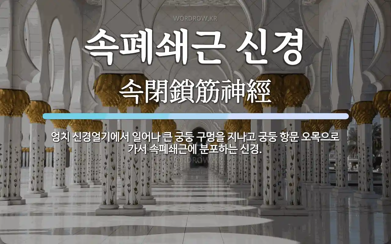 속폐쇄근 신경 뜻 엉치 신경얼기에서 일어나 큰 궁둥 구멍을 지나고 궁둥 항문 오목으로 가서 속폐쇄근에 분포하