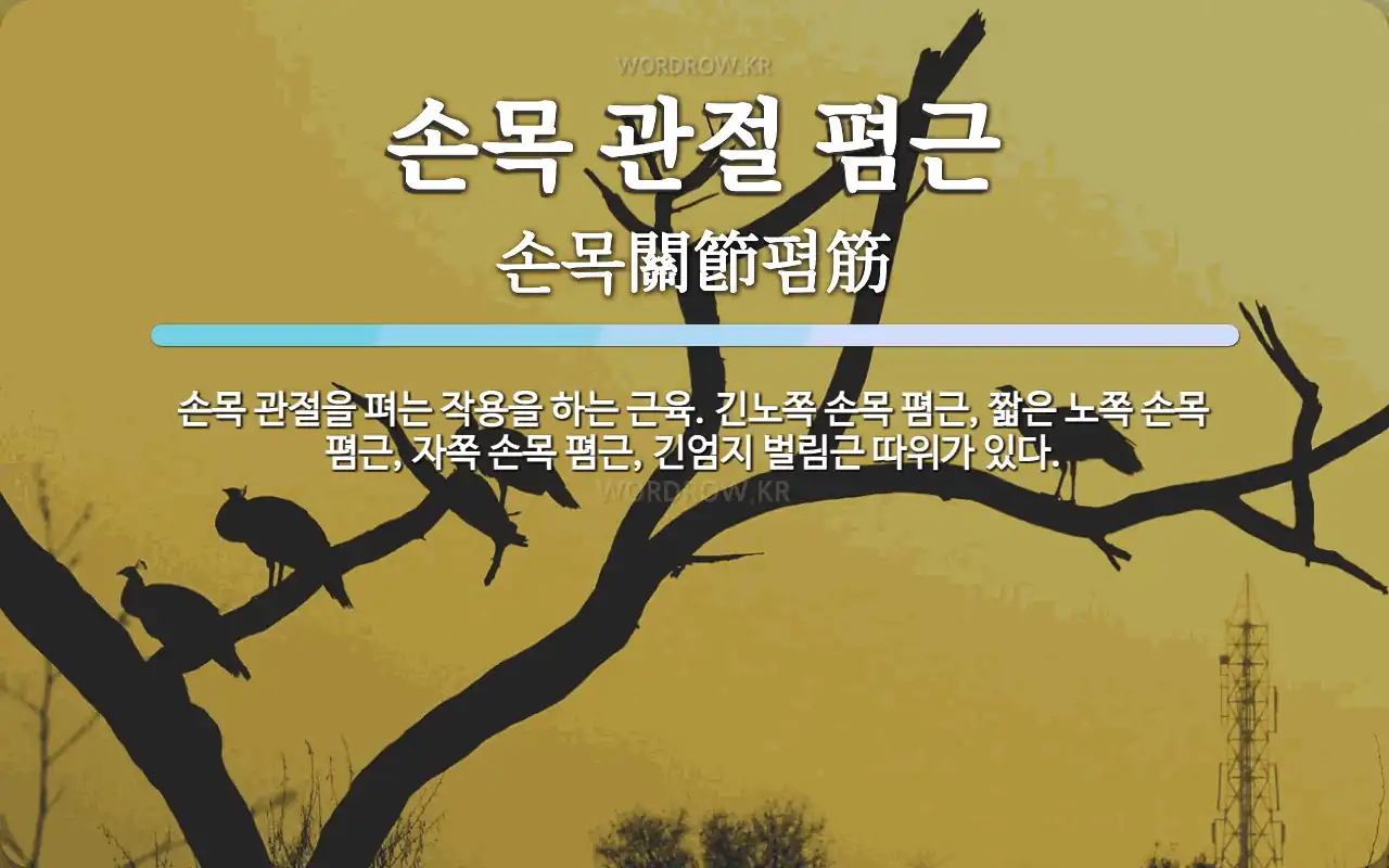손목 관절 폄근 뜻 손목 관절을 펴는 작용을 하는 근육 긴노쪽 손목 폄근 짧은 노쪽 손목 폄근 자쪽 손목