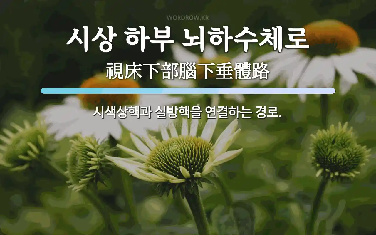 시상 하부 뇌하수체로 뜻 시색상핵과 실방핵을 연결하는 경로