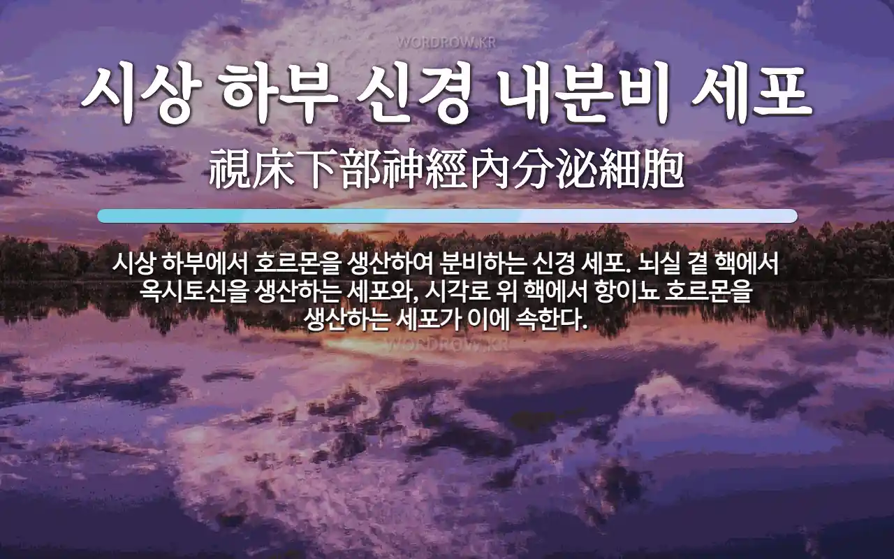 시상 하부 신경 내분비 세포 뜻 시상 하부에서 호르몬을 생산하여 분비하는 신경 세포 뇌실 곁 핵에서 옥시토신을 생산하는