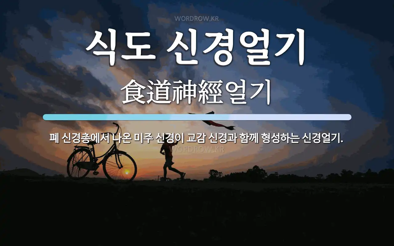 식도 신경얼기 뜻 폐 신경총에서 나온 미주 신경이 교감 신경과 함께 형성하는 신경얼기