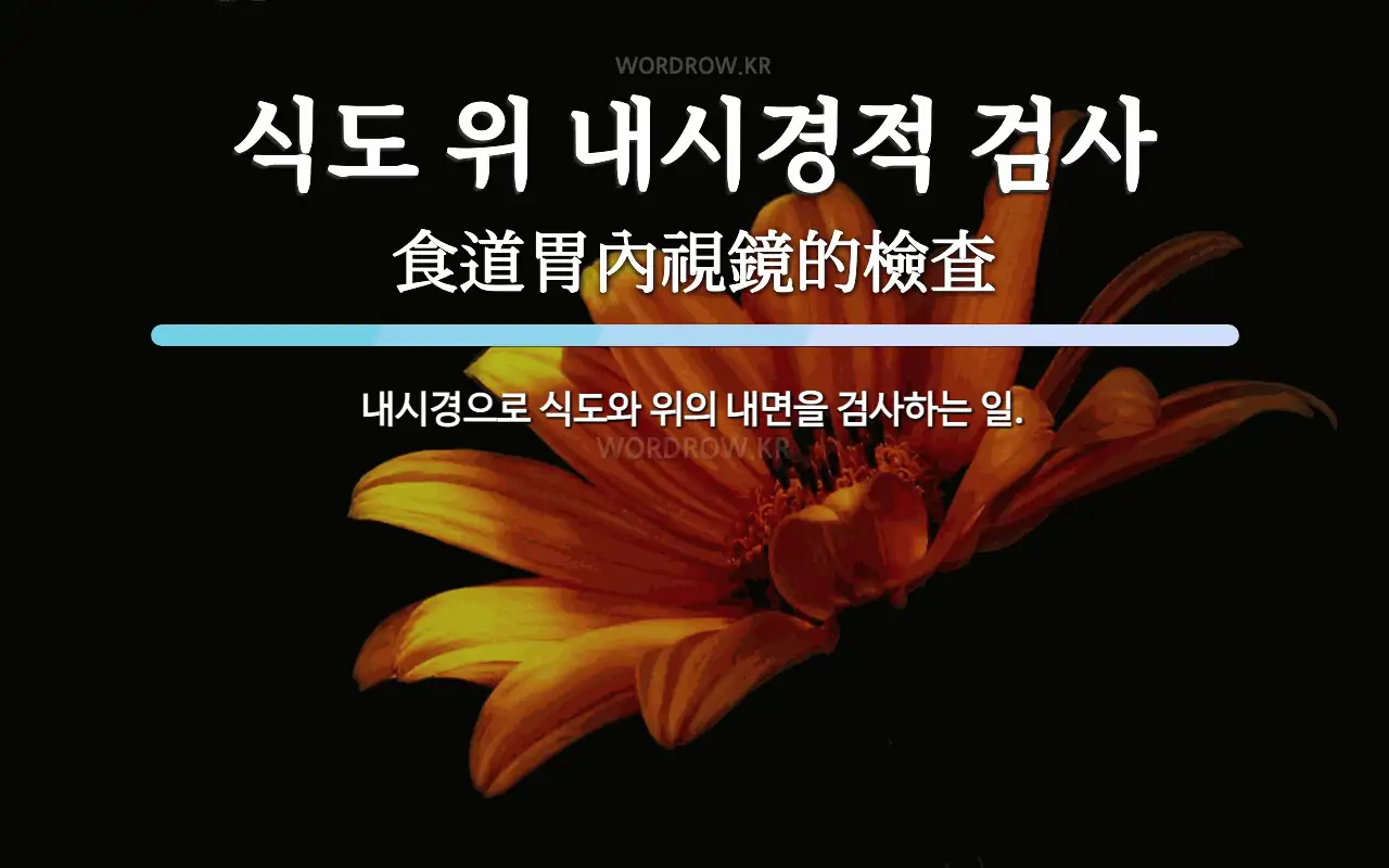 식도 위 내시경적 검사 뜻 내시경으로 식도와 위의 내면을 검사하는 일