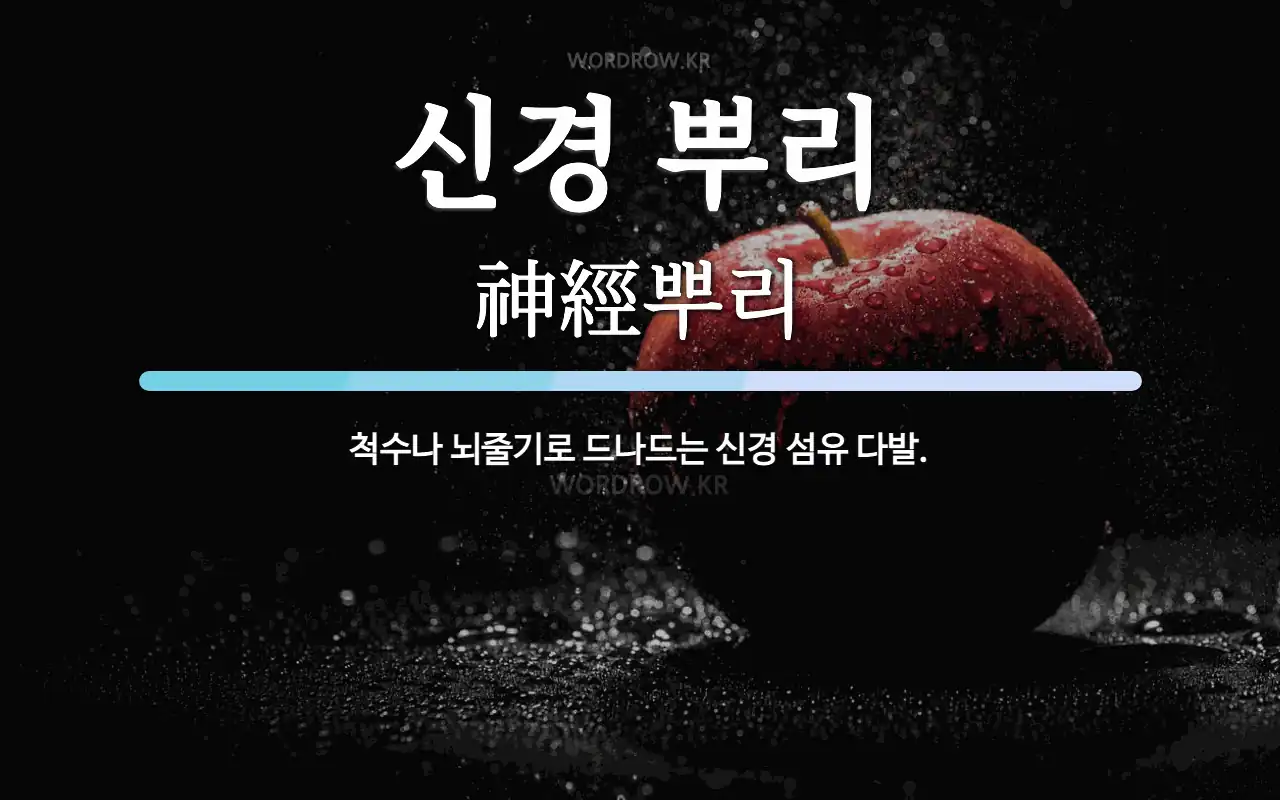 신경 뿌리 뜻 척수나 뇌줄기로 드나드는 신경 섬유 다발